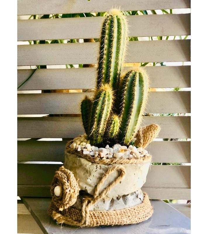 Cactus en Sac à 49,90 € | Any Fleurs