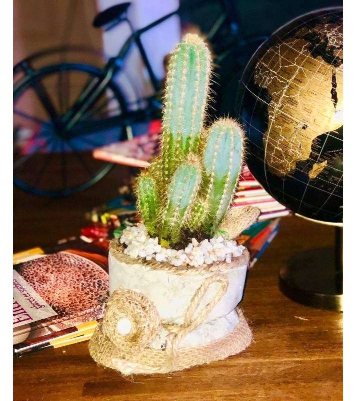 Cactus en Sac à 49,90 € | Any Fleurs